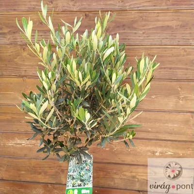 Oliva-Olajfa (Olea europaea) - Fák, cserjék - budafokvirag.hu