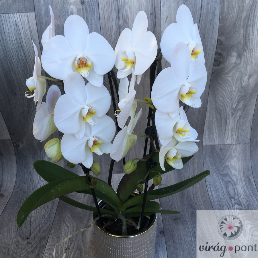 Lepkeorchidea Cascade2 szálas (Phalaenopsis Cascade) - Virágos ...